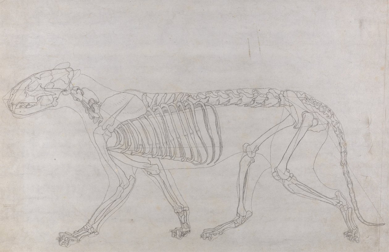 En komparativ anatomisk utstilling av menneskekroppens struktur med en ...