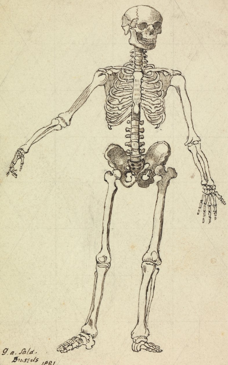 Tegning Av Menneskelige Skjelettben Anatomisk Plansje Skjelett
